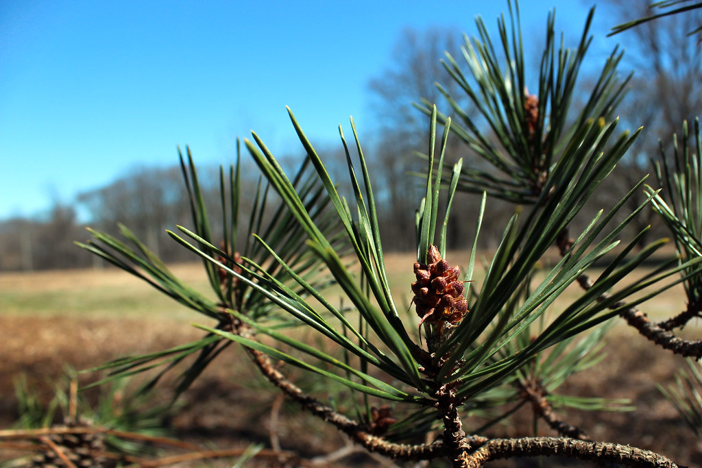 Pinus pungens - Table Mountain Pine care and cultivation | Travaldo's blog