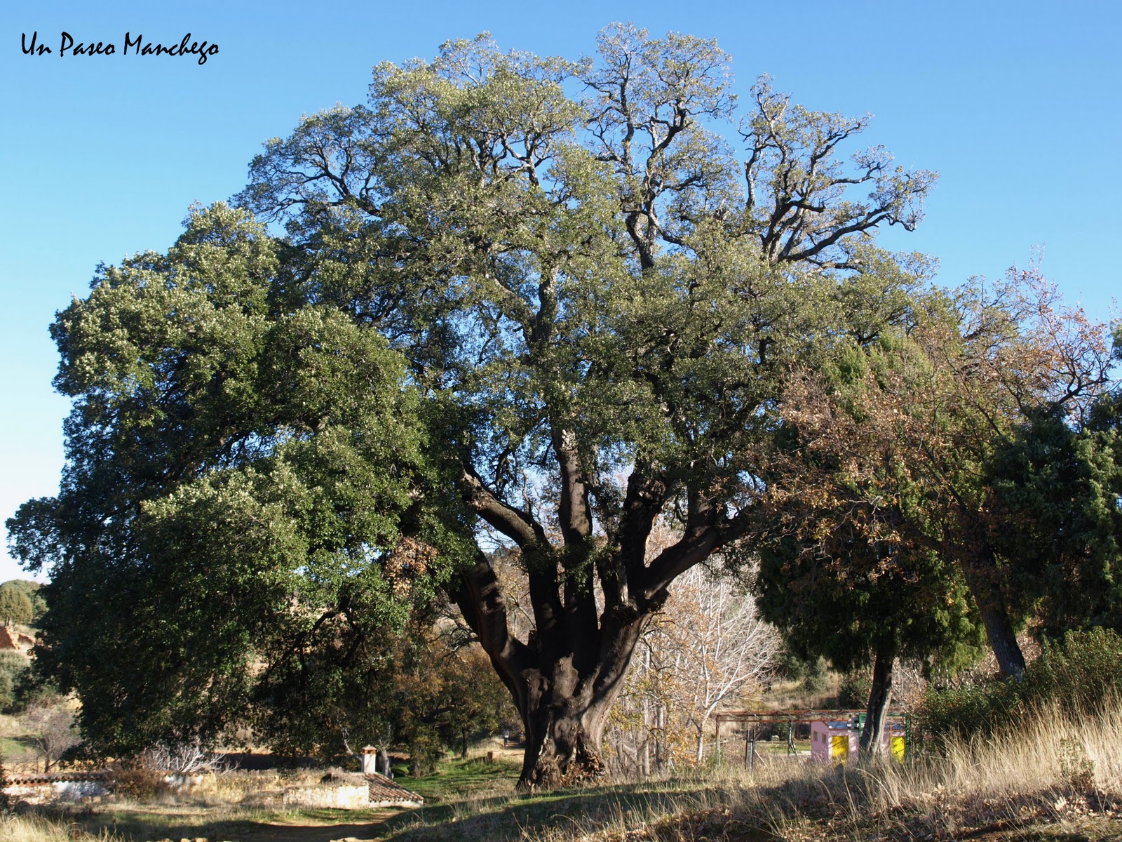 Un Paseo Manchego: Árbol Singular; Alcornoque de la Milagra o de ...