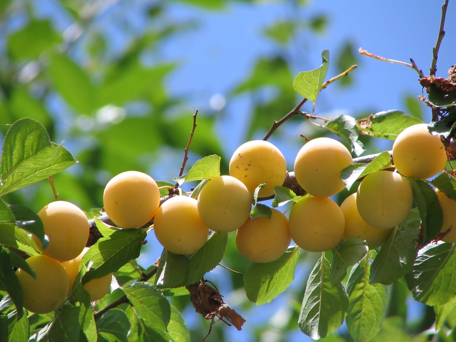 LA MULTI ANI, ROMANIA!: Corcoduse (2)