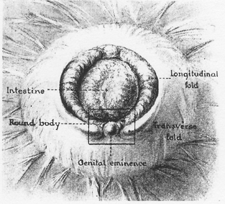 Natural Chicken Keeping: Vent Sexing Chicks, Sex Links & Autosexing ...