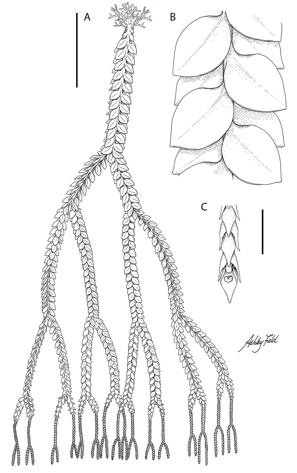 Species New to Science: [Botany • 2018] Phlegmariurus vanuatuensis ...