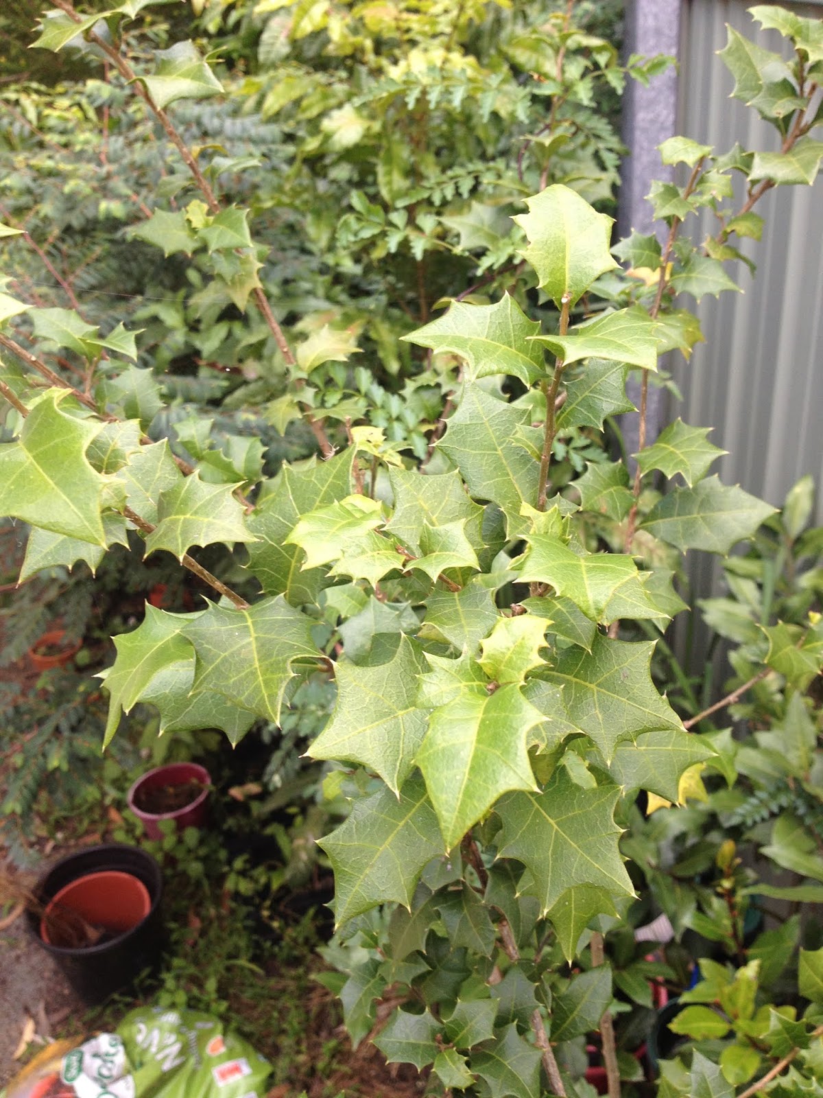 Try growing: Native Holly (Alchornea ilicifolia) | Growing Illawarra Natives