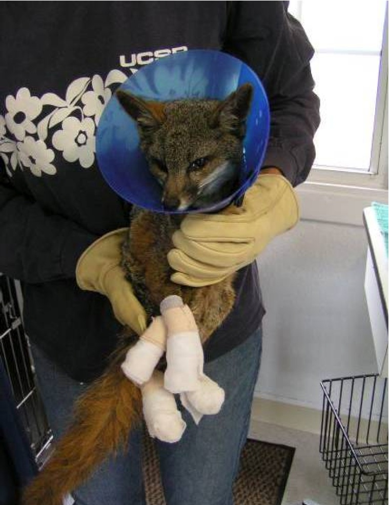 Friends of the Island Fox: Help Foxes