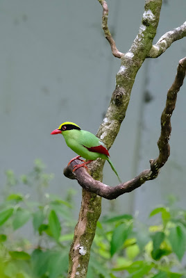 Mike is the name Birding is the game ( Birding in Malaysia - Malaysian ...