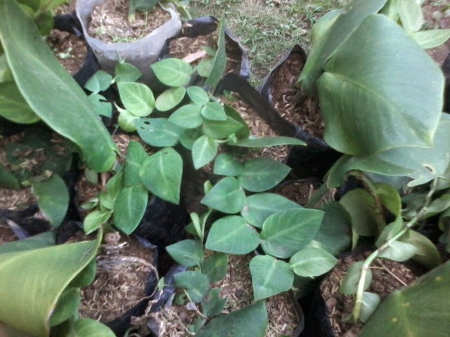 tanaman dollar rambat ~ Arya Flower Landscape