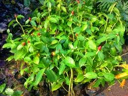 jual pohon pacing pentul | bunga pacing | tukang tanaman hias bogor