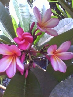 313+ Resep Obat Tradisional Mujarab Warisan Leluhur: Manfaat Bunga Dan ...