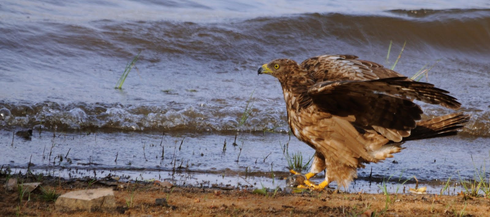 Zunka Bhakri......: On trail of Tiger @ Tadoba-Kolsa