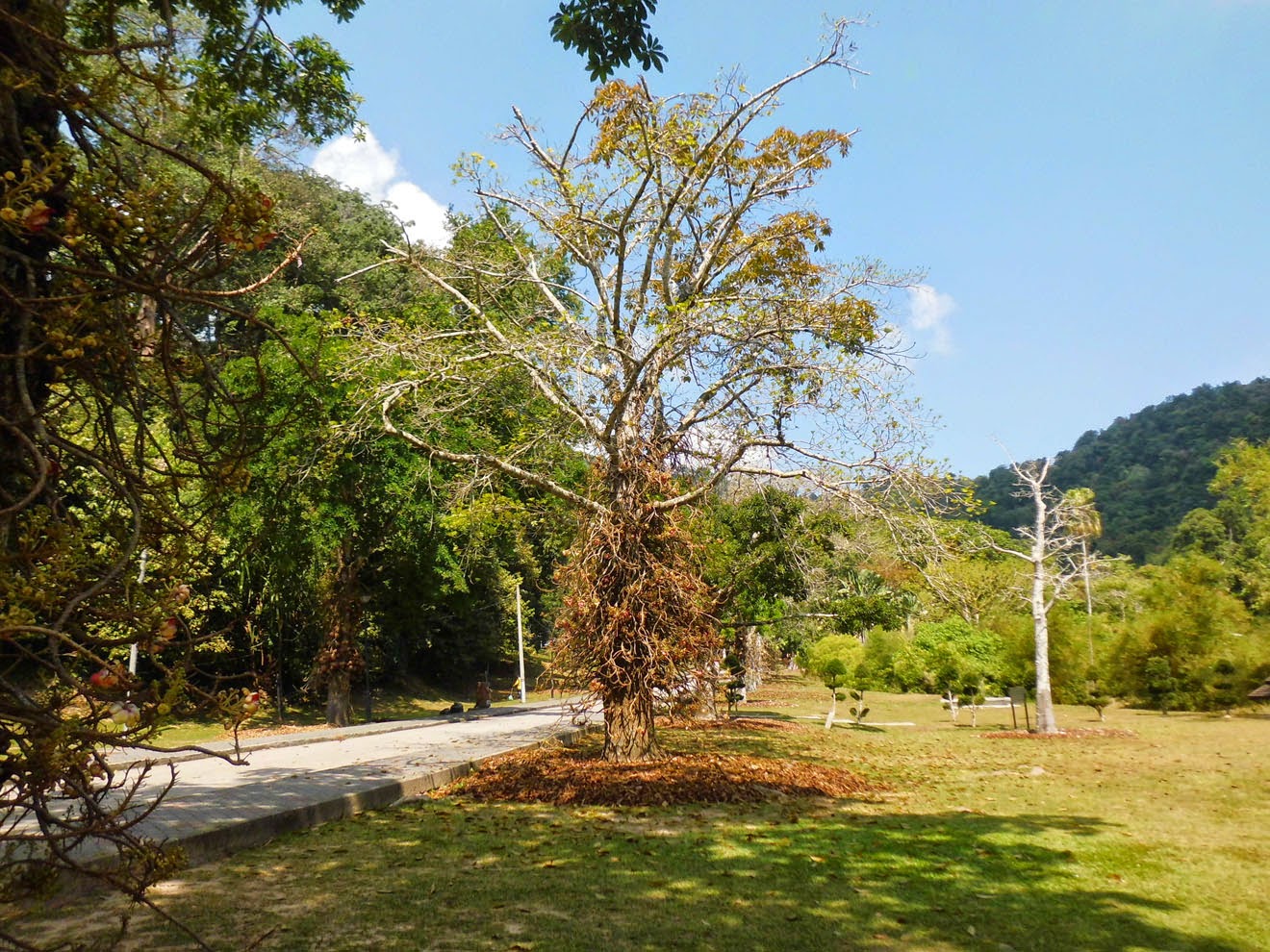 Cannonball Tree (Couroupita guianensis)