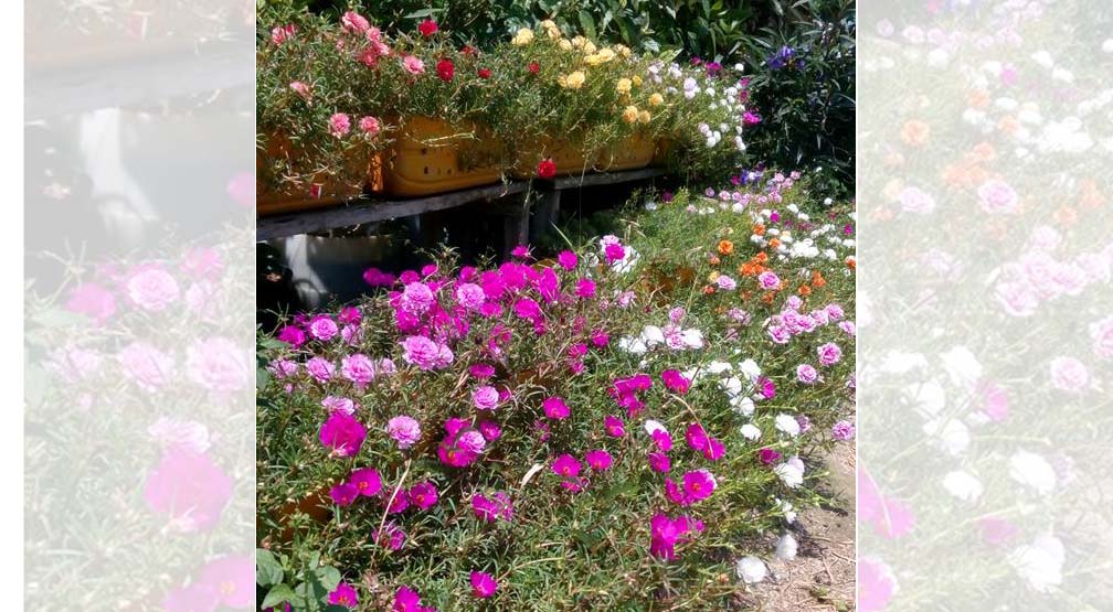 Rumah Bunga Neisha: Membuat Sutra Bombay Alias Krokot Subur Kembali ...