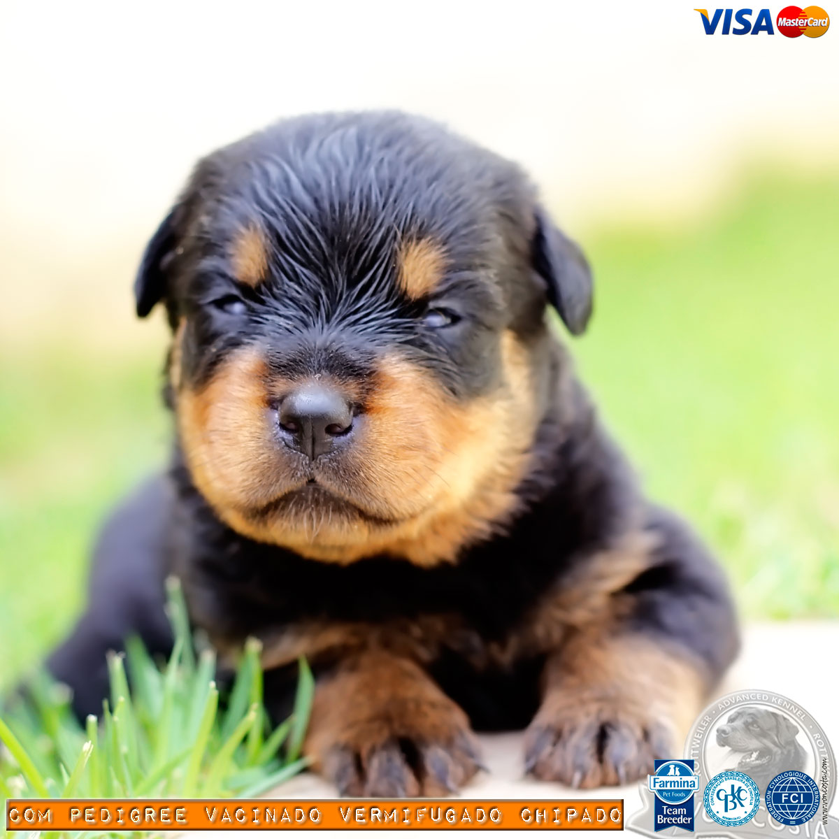 Filhotes de Rottweiler disponíveis - machos e fêmeas