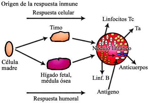 Inmunologia Bacteriana: DESARROLLO DE LINFOCITOS