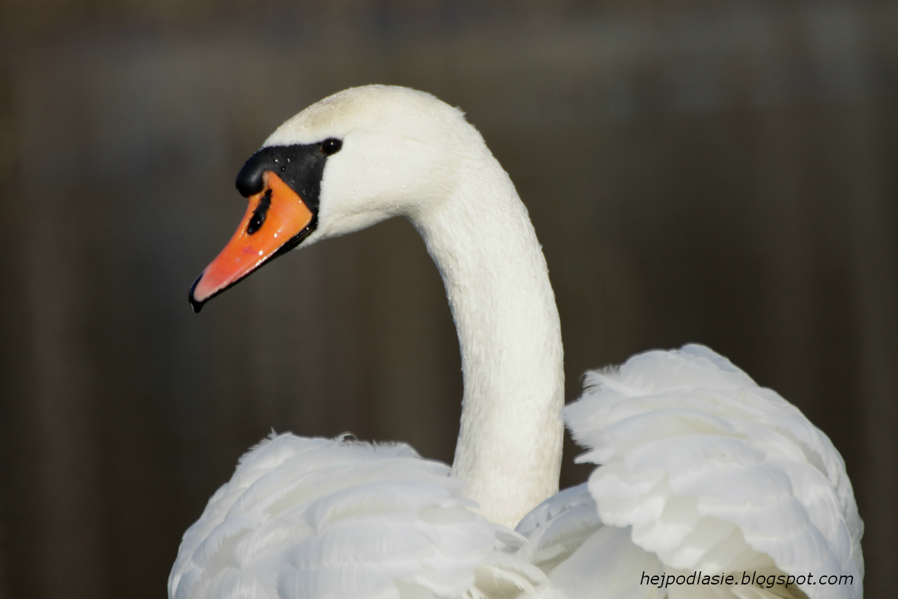 Łabędź niemy - Hej Podlasie!