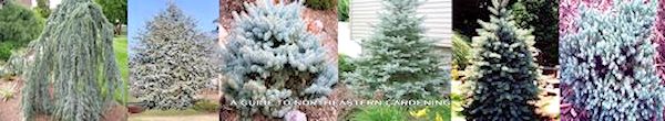 A GUIDE TO NORTHEASTERN GARDENING: Colorful Evergreens in the Landscape ...
