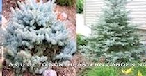 A GUIDE TO NORTHEASTERN GARDENING: Colorful Evergreens in the Landscape ...