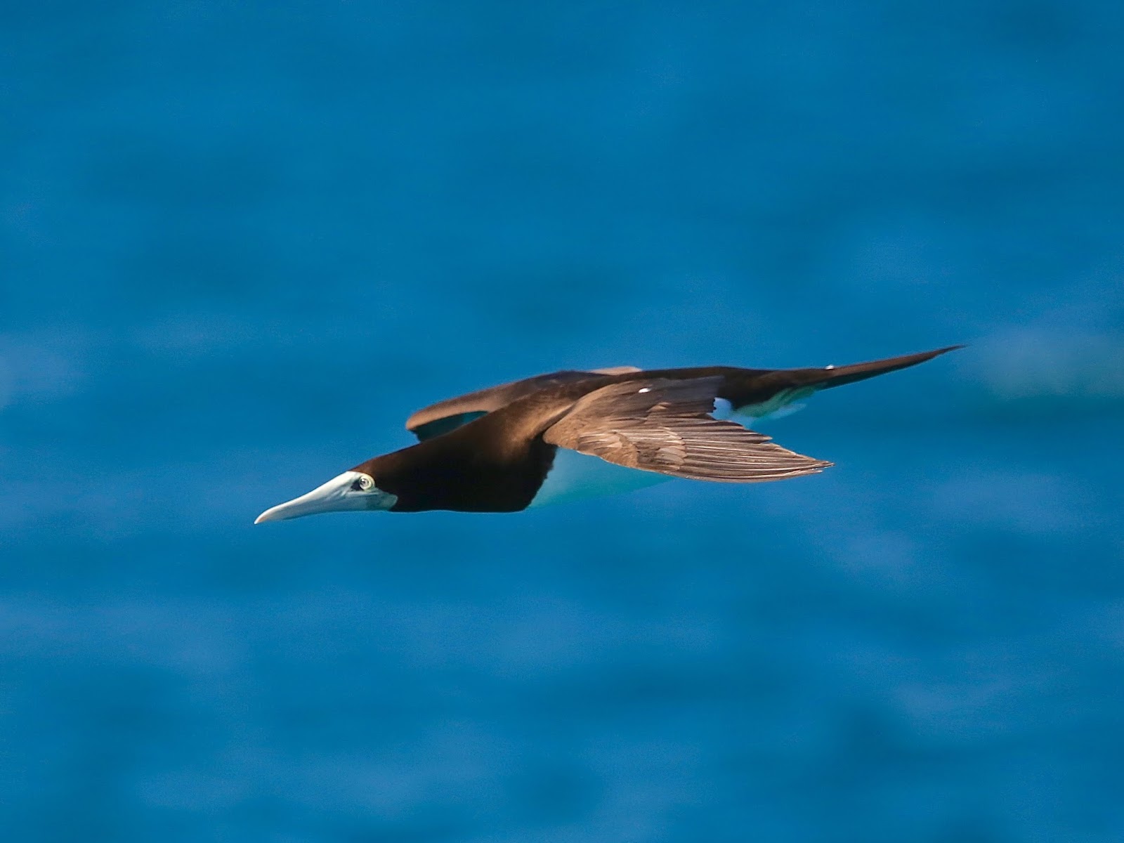 Avithera: Coral Cay Island Birds – Great Barrier Reef – Part 4 Boobies ...