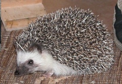 Animals of the world: Four-toed hedgehog
