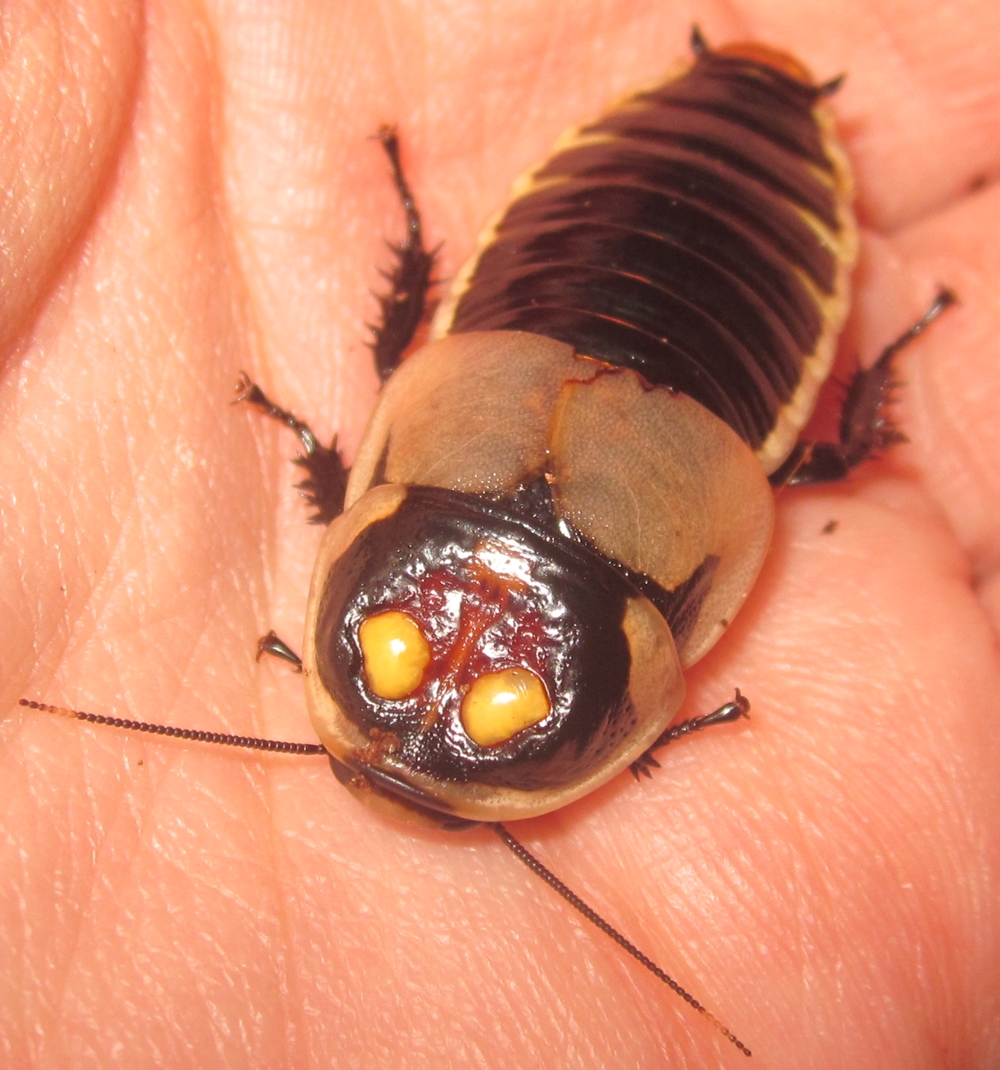 Invertebrate Dude: Trade With Roachcrossing!!! (Pt. 1, The Roaches)