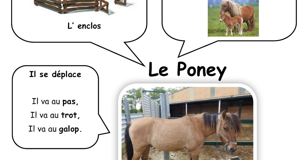 Carte d'identité du poney
