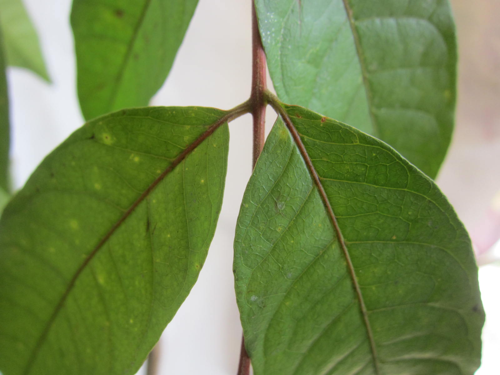 Inspirasi Istimewa Pokok Keruing, Kanopi Minimalis