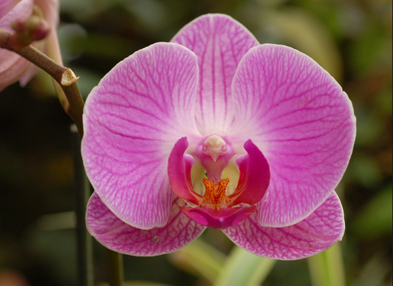 VISITEUSSOON: ORCHIDACEAE
