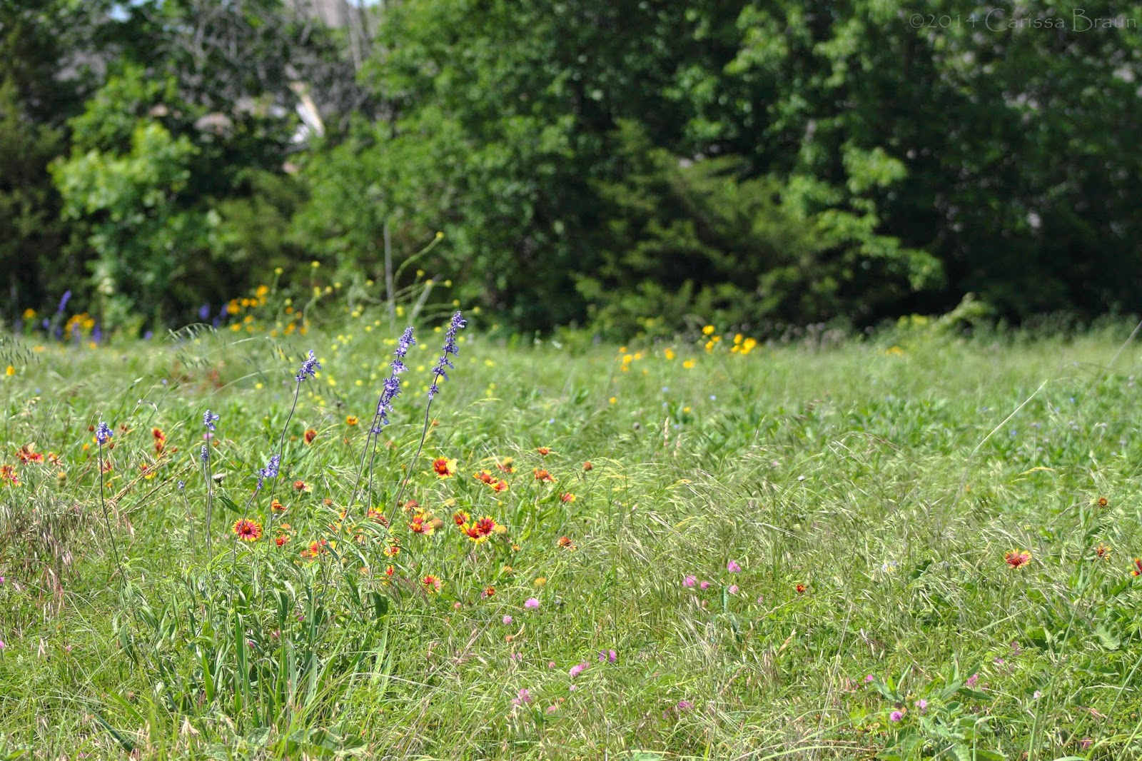 Nature Photography and Facts : Blackland Prairie