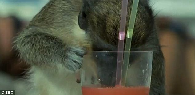 The animal zone: Drunken monkey business: Meet the cocktail-loving ...