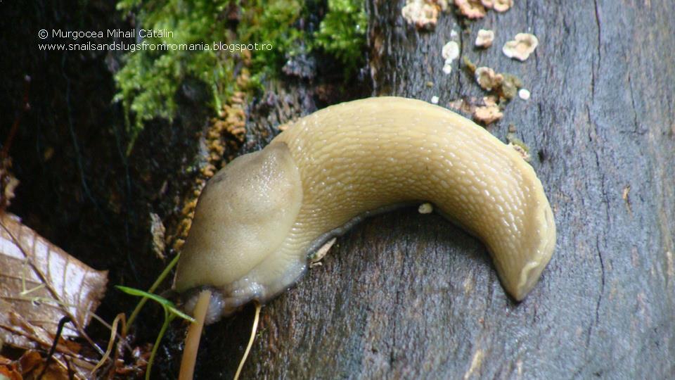 Snails and Slugs from Romania: Limax (Limax) cinereoniger