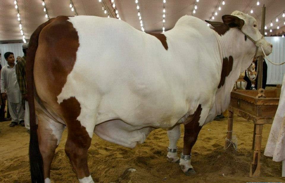 Beautiful Bakra Eid Cow HD Wallpaper - all 4u wallpaper