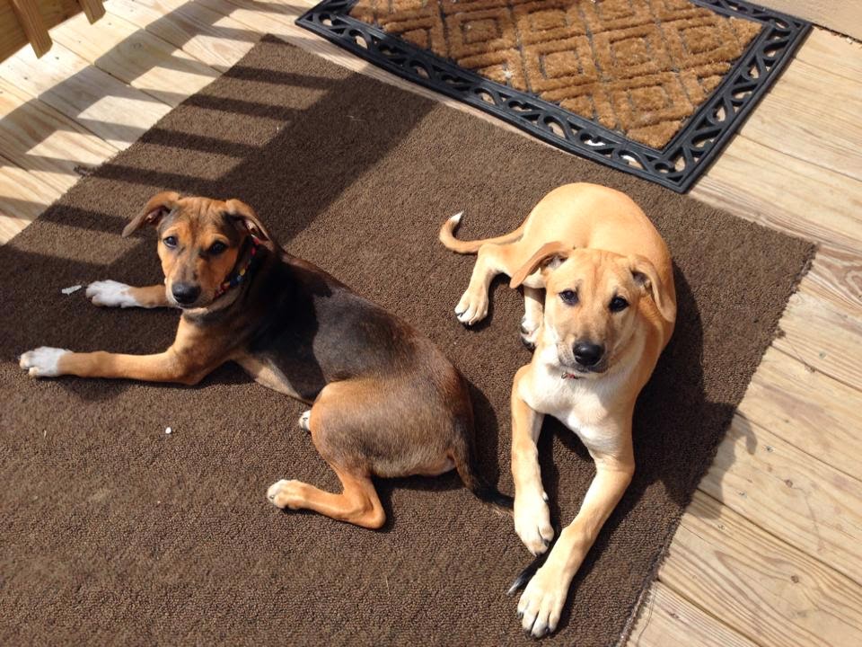 International Street Dog Foundation: Delhi Puppies 2