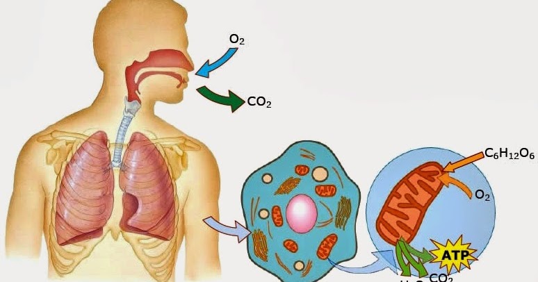 CTA 5: LA RESPIRACIÓN