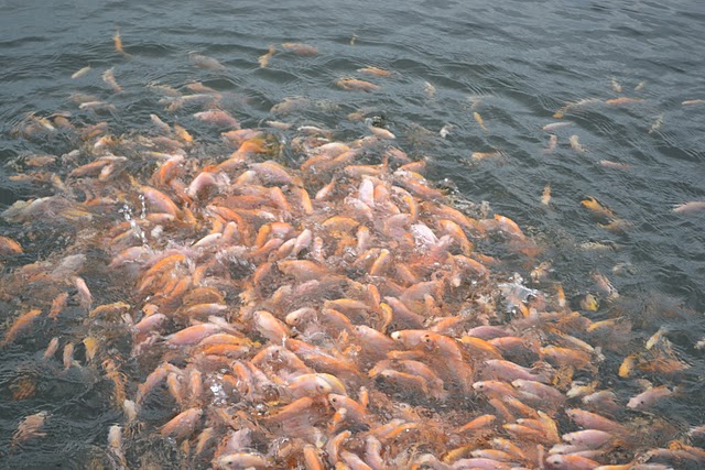 VIETNAM FISH FARM