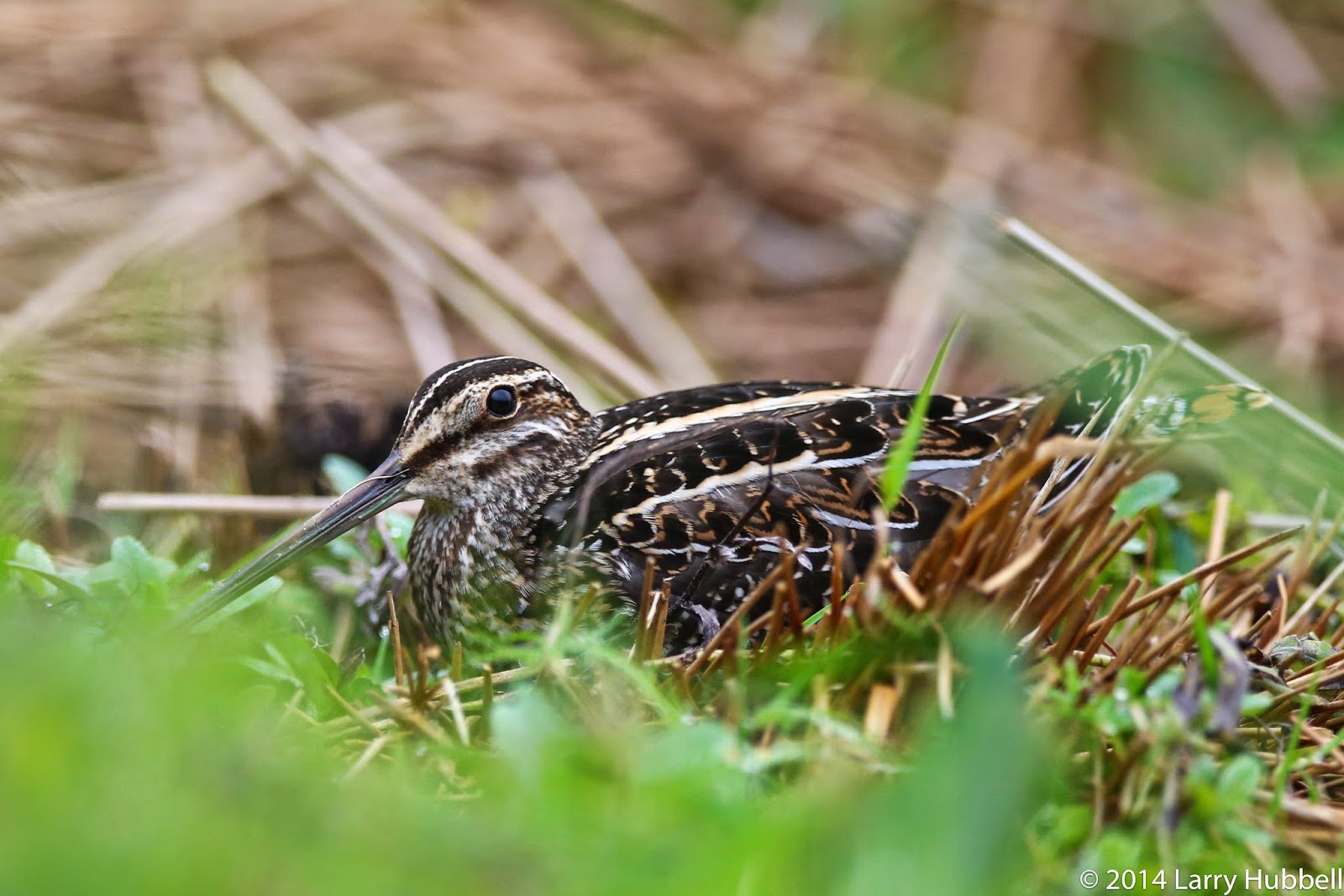 Union Bay Watch : Snipe Hunting!