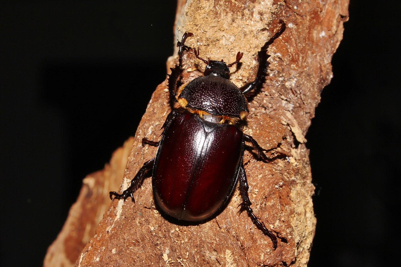 Biodiversity of Cyprus by NGO Protection of the Natural Heritage and ...