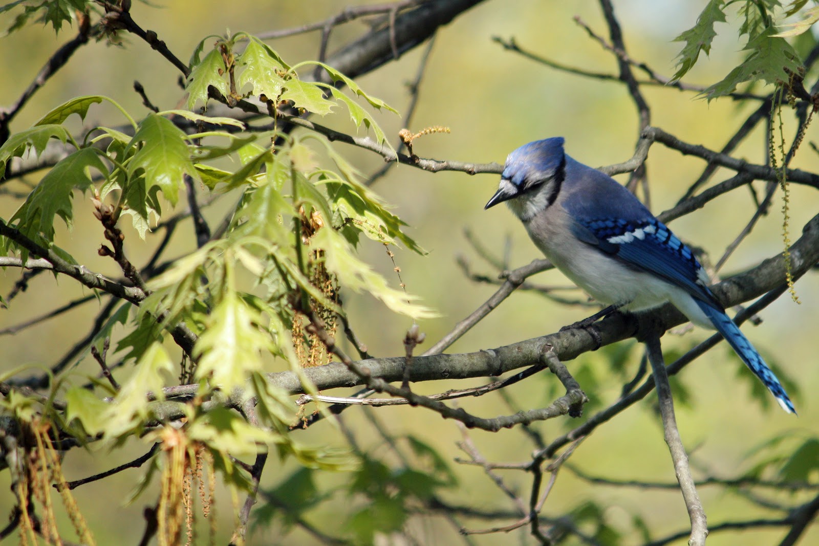 Round The Bend: Wild Bird Wednesday