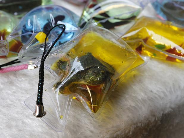 Chineses estão usando animais vivos como amuletos da sorte - Amor de Meg