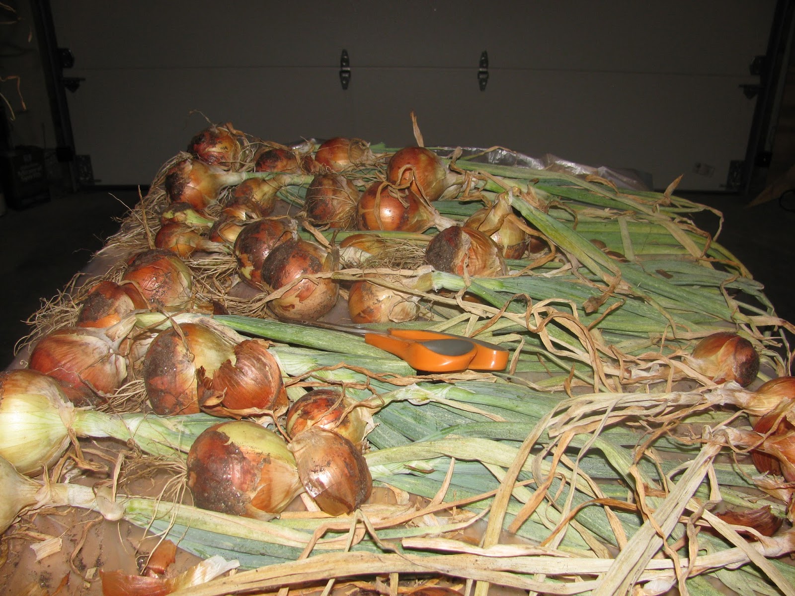 The Harried Homemaker Preps: How to Braid and Store Onions