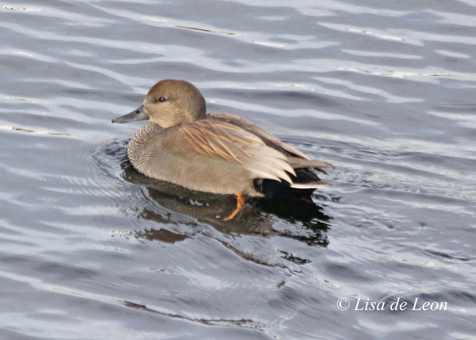 The Gadwall Duck - Various Bird Species