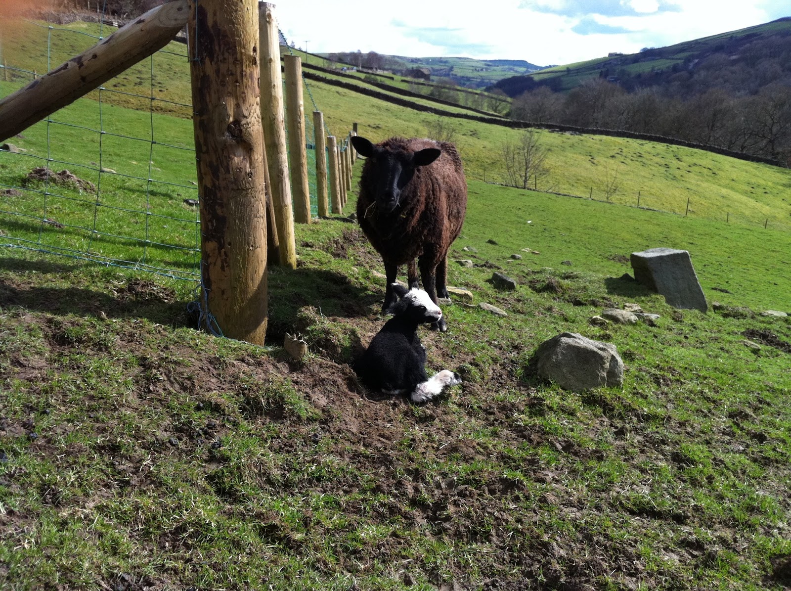 News from Nunnery Farm