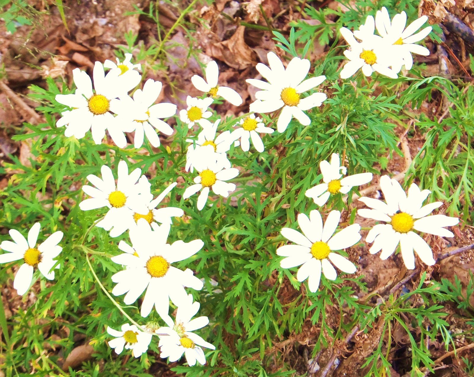 HAPPYDALKIS: 12 Oct 2012 - 오징어 순대 Ojingeo sundae for dinner