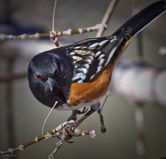Feather Tailed Stories: Spotted Towhee