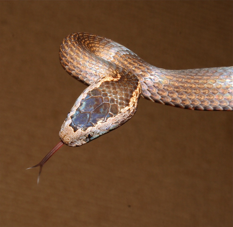 Local native reptiles | Growing Illawarra Natives