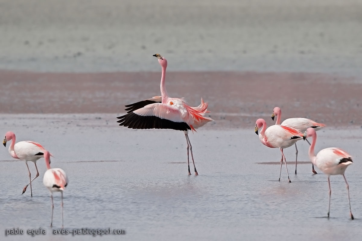 mis fotos de aves: Phoenicoparrus jamesi Parina Chica Puna Flamingo