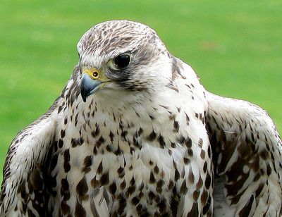 A MAGYAROK TUDÁSA: A Turul monda - Emese álma