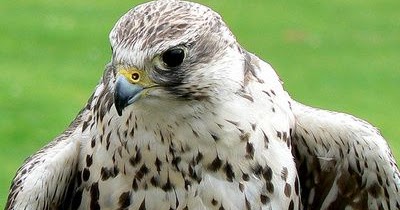 A MAGYAROK TUDÁSA: A Turul monda - Emese álma