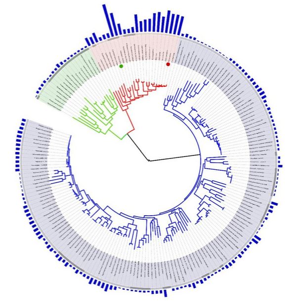 Knowledge Class: Phylogenetic Systematics