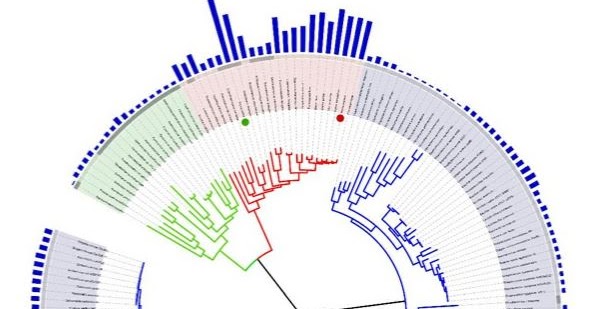Knowledge Class: Phylogenetic Systematics