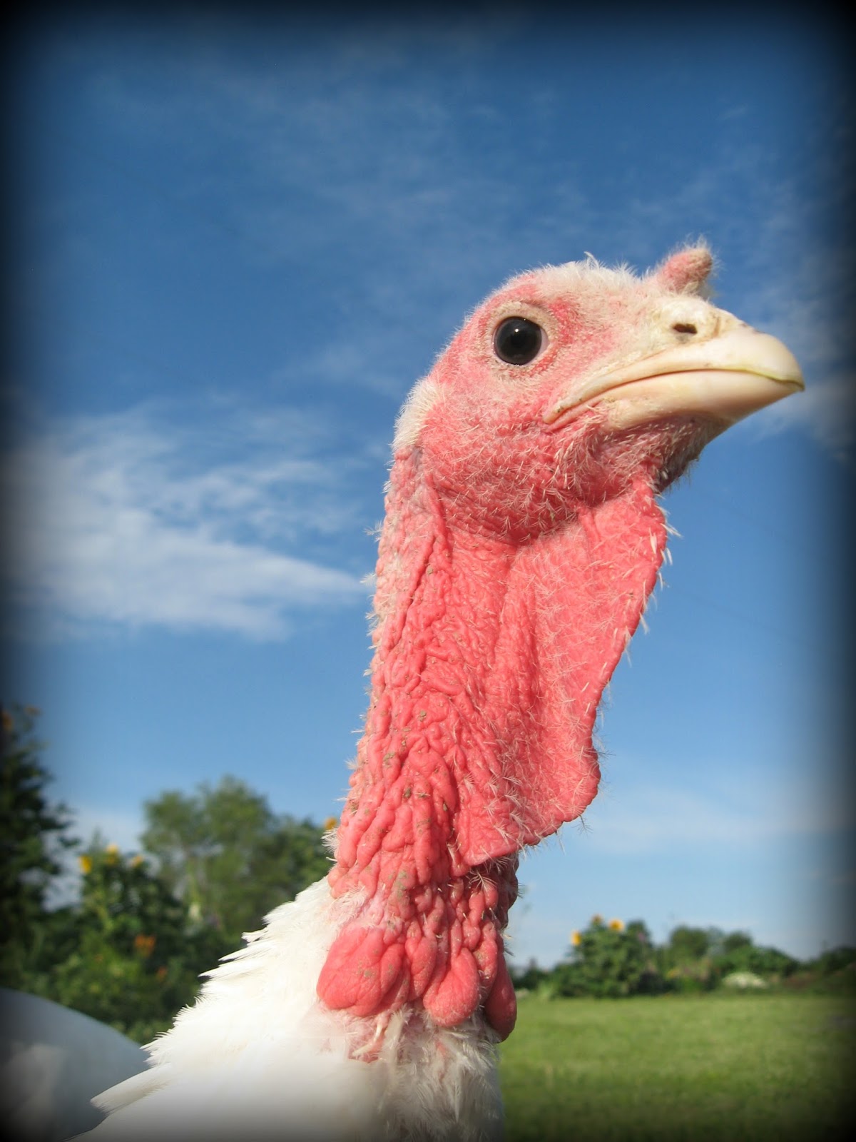 Thoughts From Jules...: Turkey Check Up...