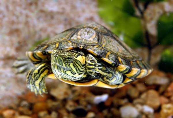 Vida de tartaruga: Tartaruga de estimação