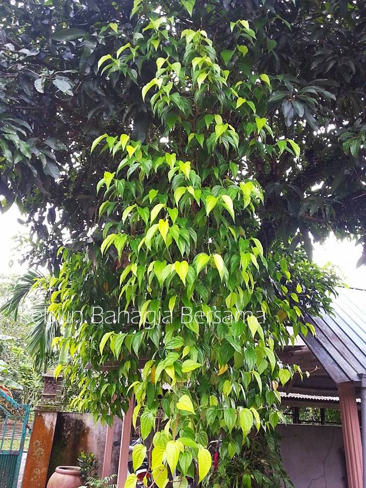 Kebun Bahagia Bersama: Sirih Kuning